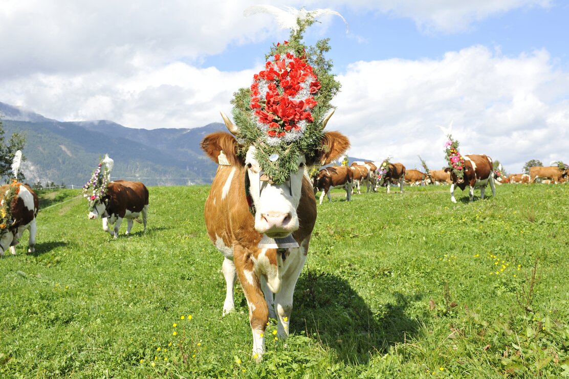 Reither Almabtrieb Erlebnis | Alpbachtal