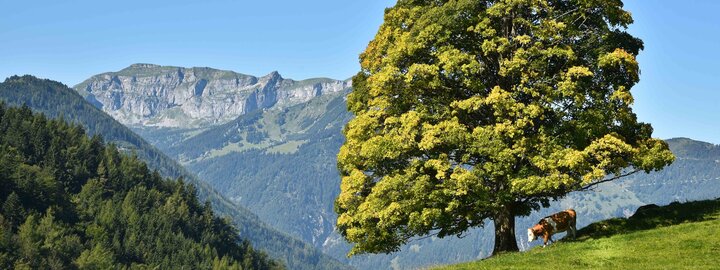 Brandenberg | Alpbachtal Tourismus