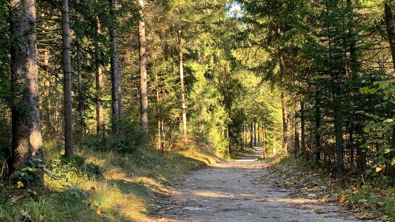 Active forest trail Münster | Alpbachtal
