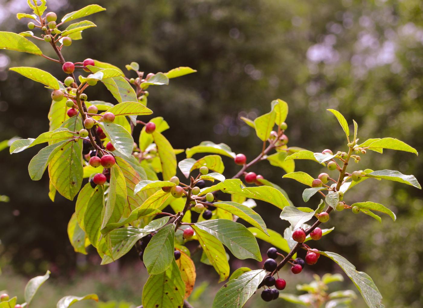 Garden Hedges with a Difference: more than just cherry